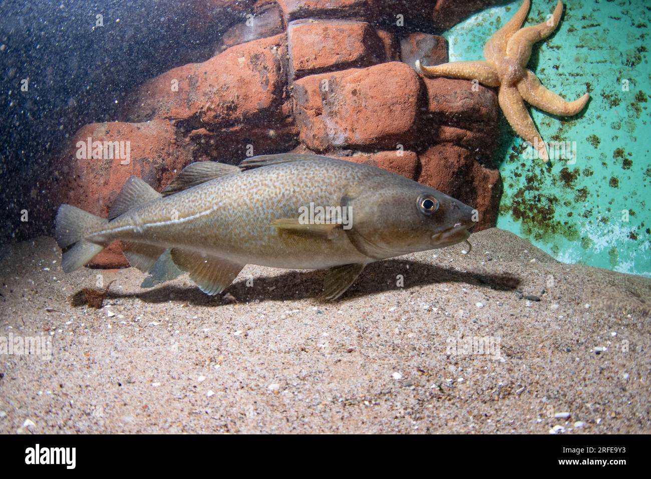 Cod swimming hi-res stock photography and images - Alamy