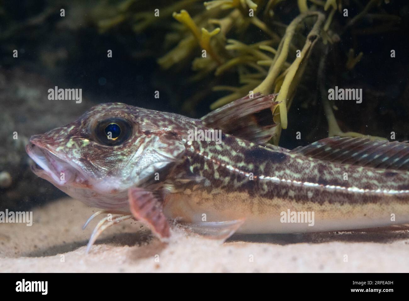 Gurnard swimming uk hi-res stock photography and images - Alamy