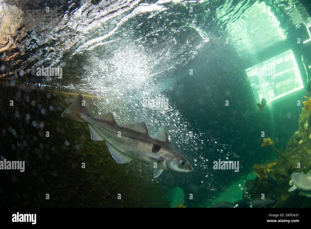 Haddock swimming hi-res stock photography and images - Alamy