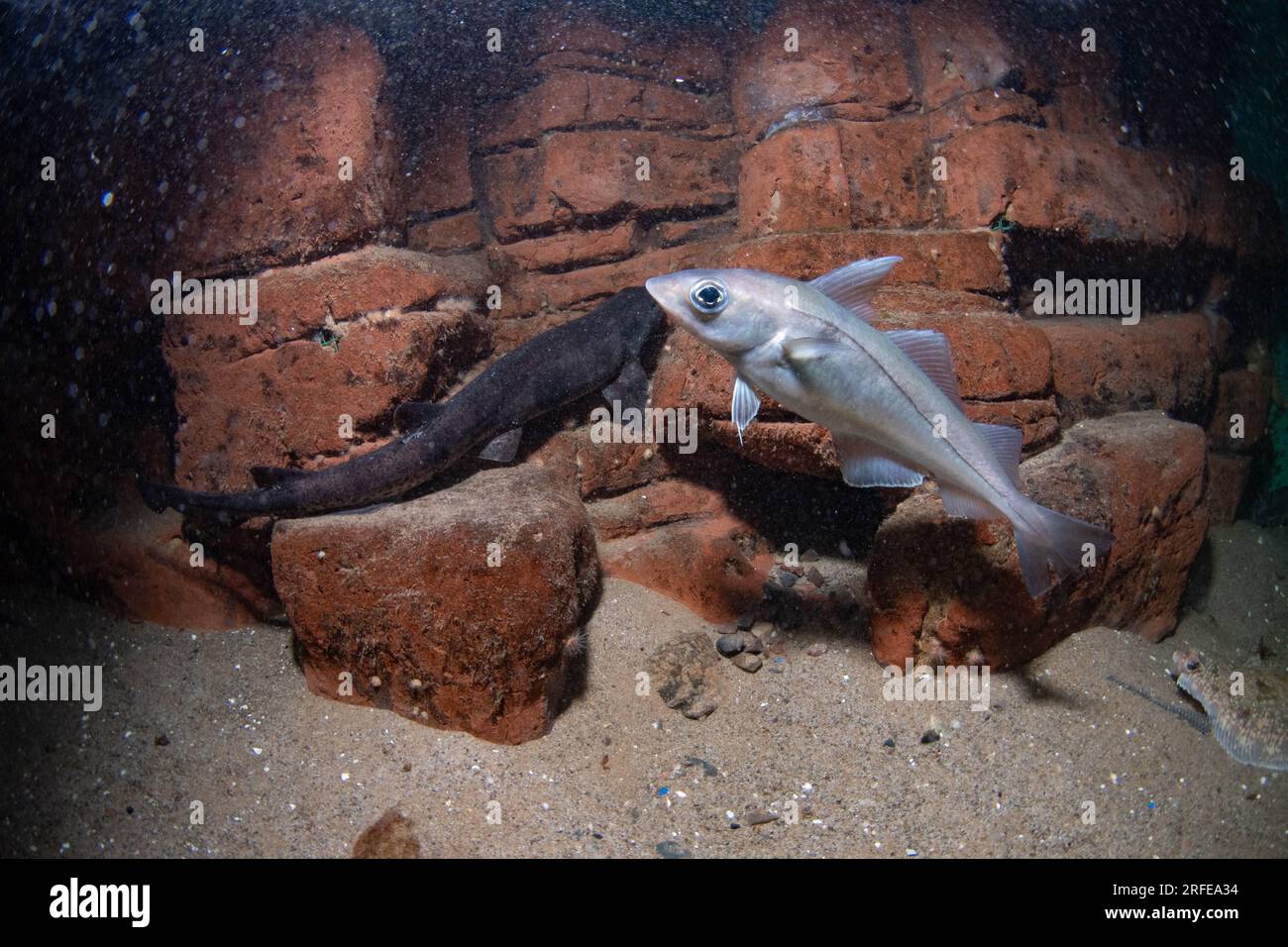 Haddock swimming hi-res stock photography and images - Alamy