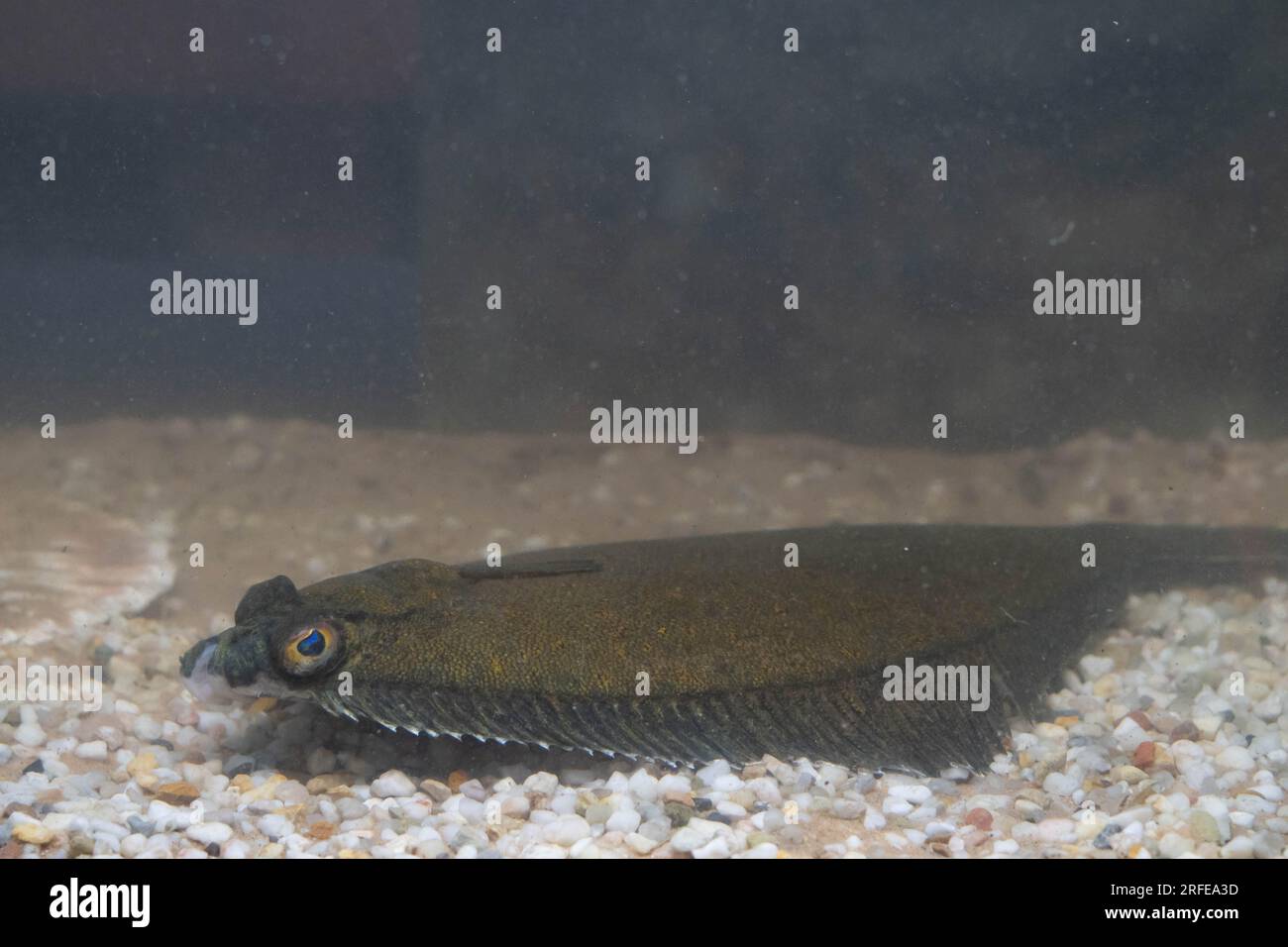 Dab fish hi-res stock photography and images - Alamy