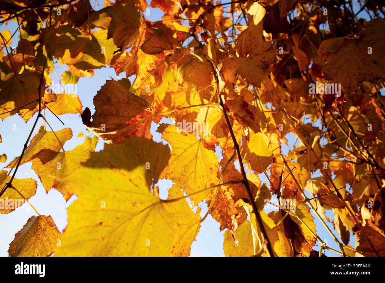Photographic documentation of the color of the leaves of the vine in ...
