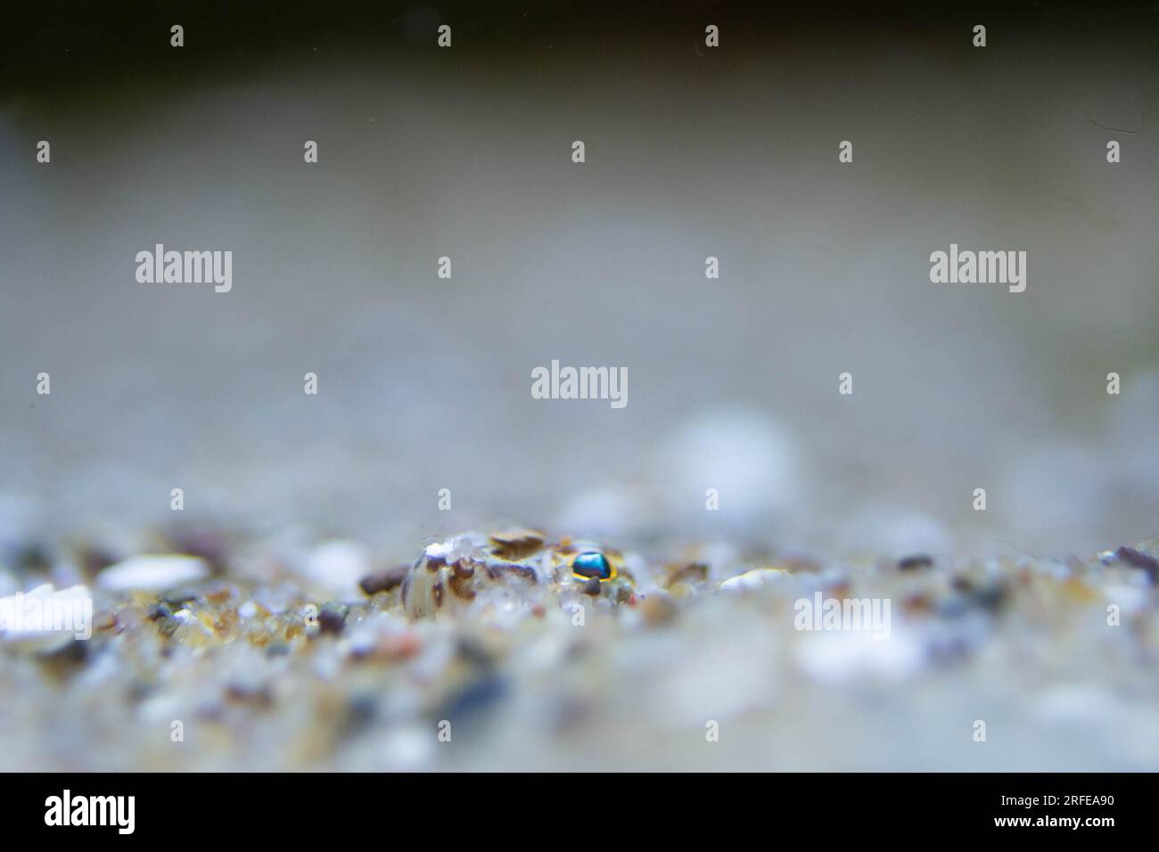 lesser weever fish under the sand Stock Photo - Alamy