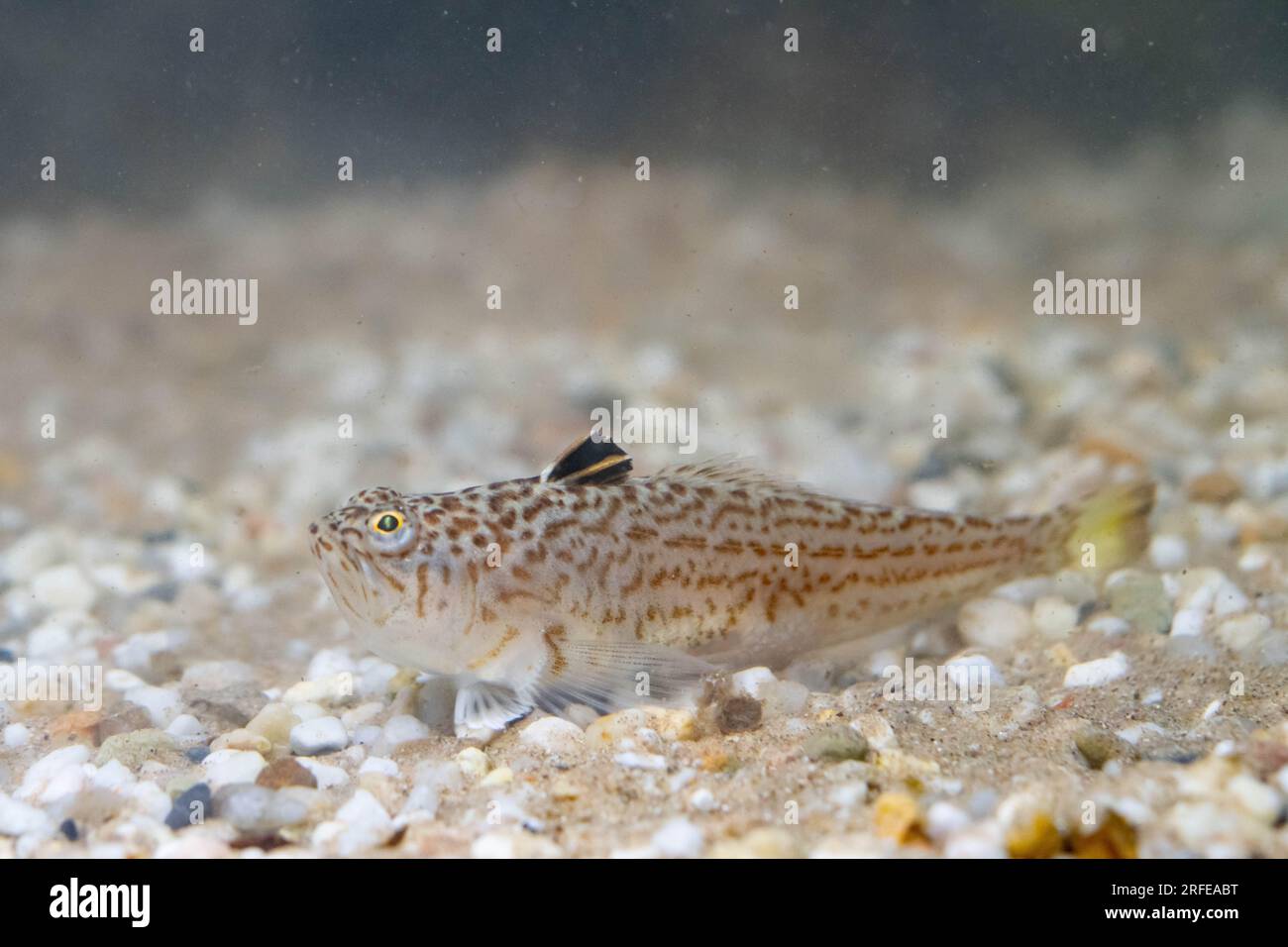 lesser weever fish in shallow water Stock Photo - Alamy