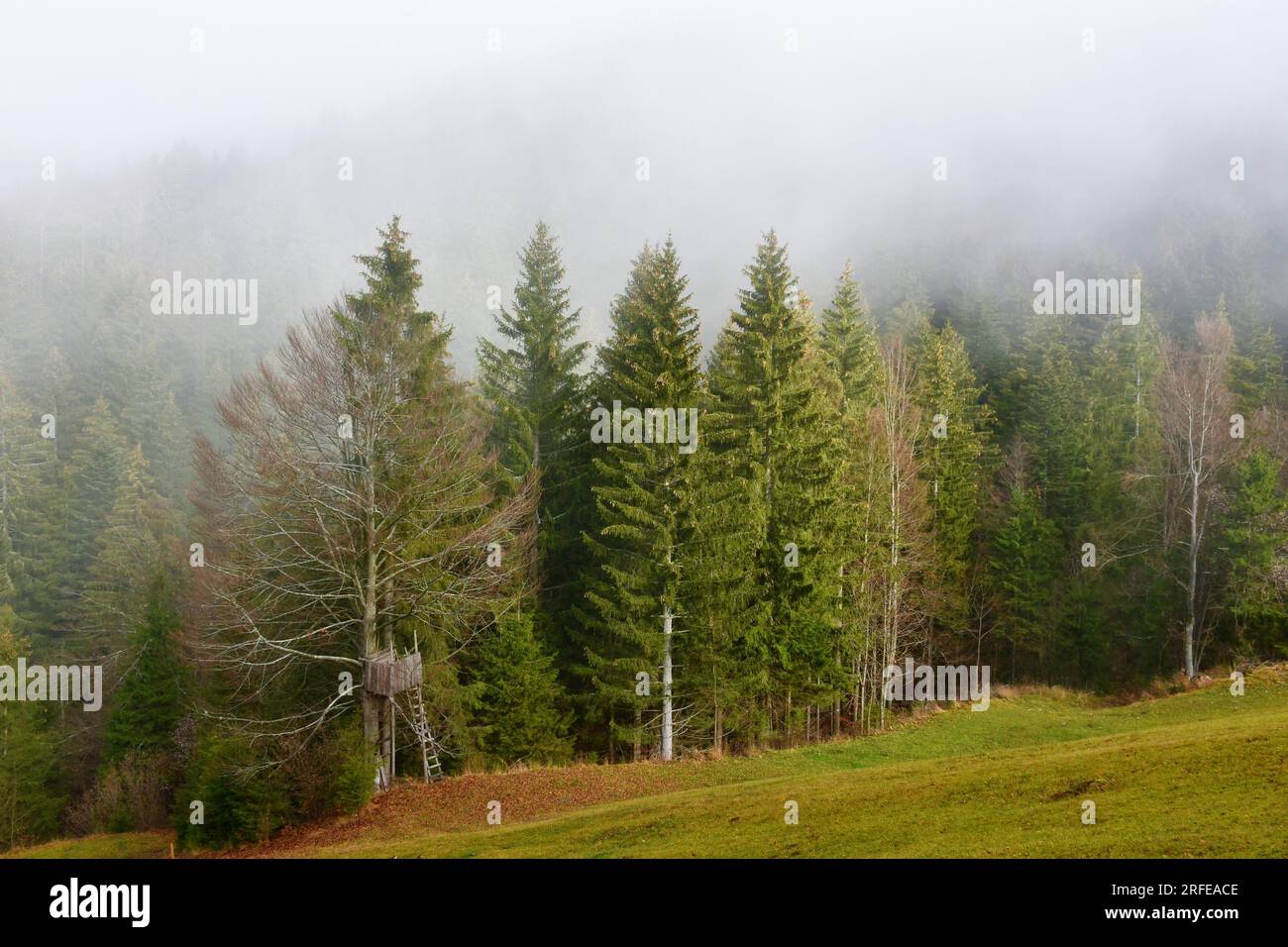 Forest edge with conifer and broadleaf, deciduous trees and fog in the ...