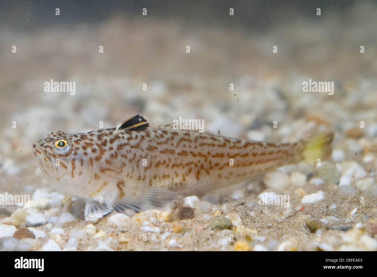 lesser weever fish in shallow water Stock Photo - Alamy