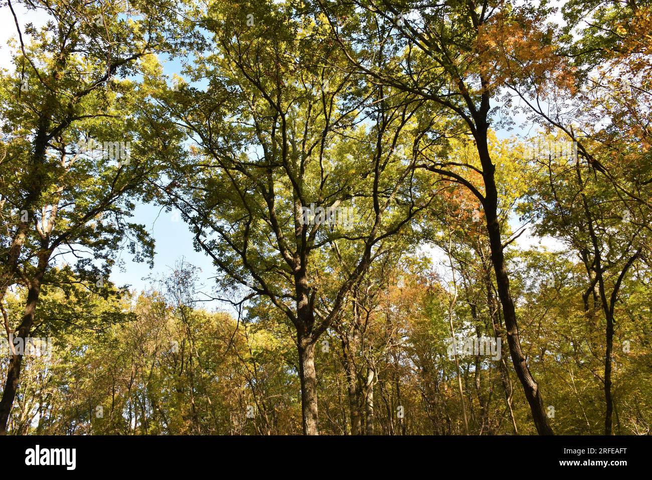Group of tall Turkey oak (Quercus cerris) trees in summer Stock Photo ...