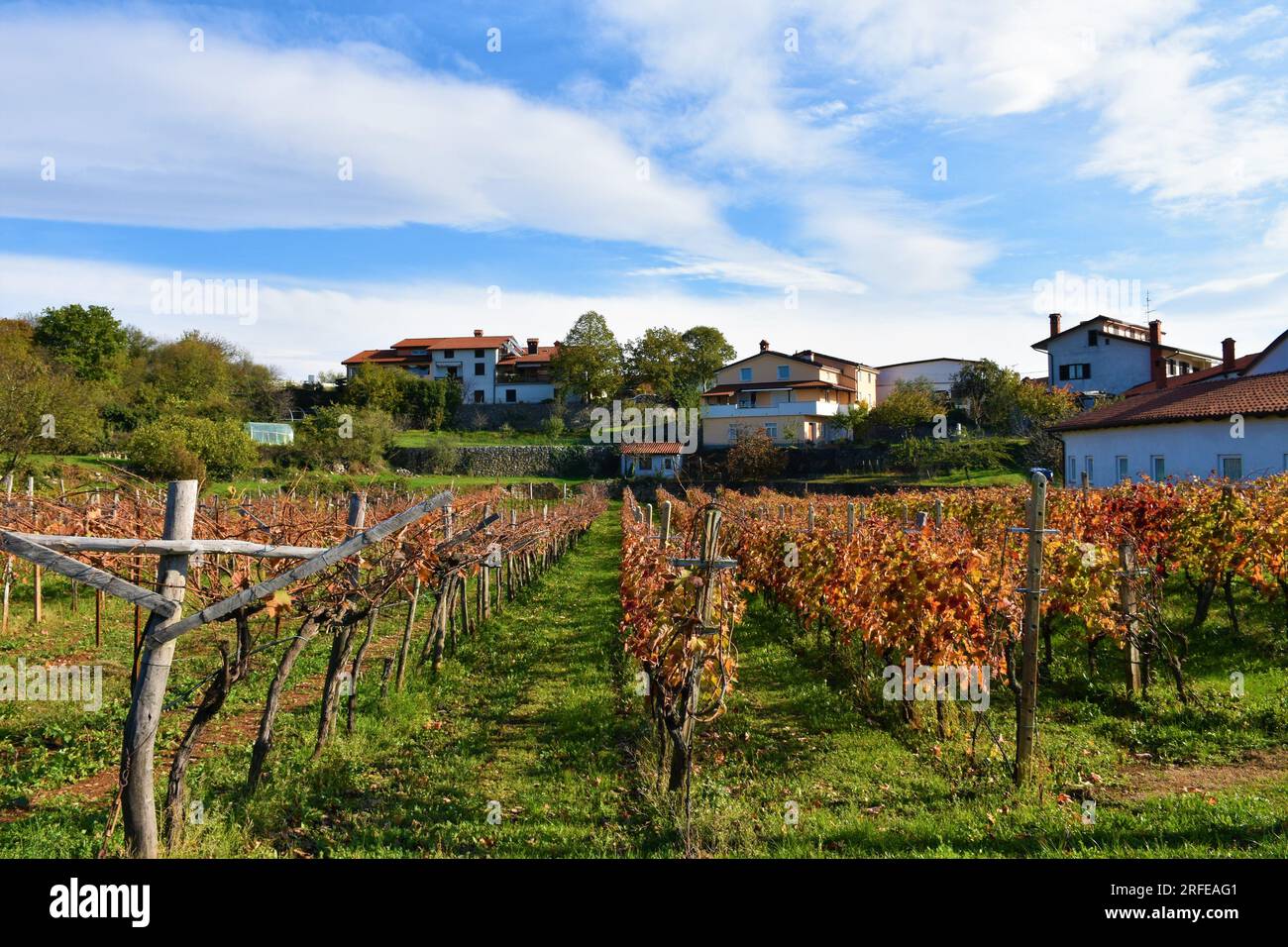 Common grape vine in red autumn color at Pliskovica village at Karst ...