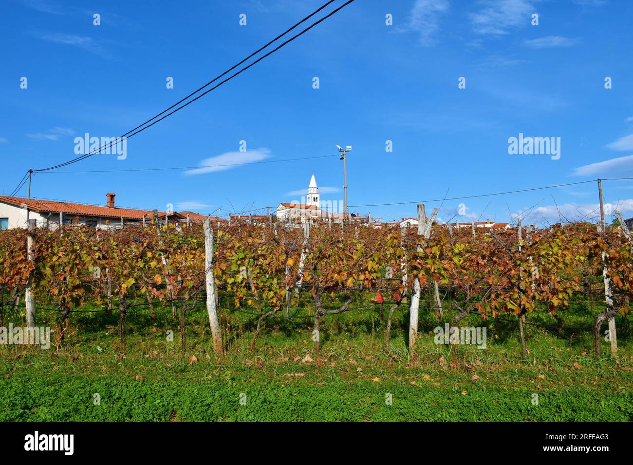 Parish Church of St. Thomas and a autumn red colored vineyard in the ...