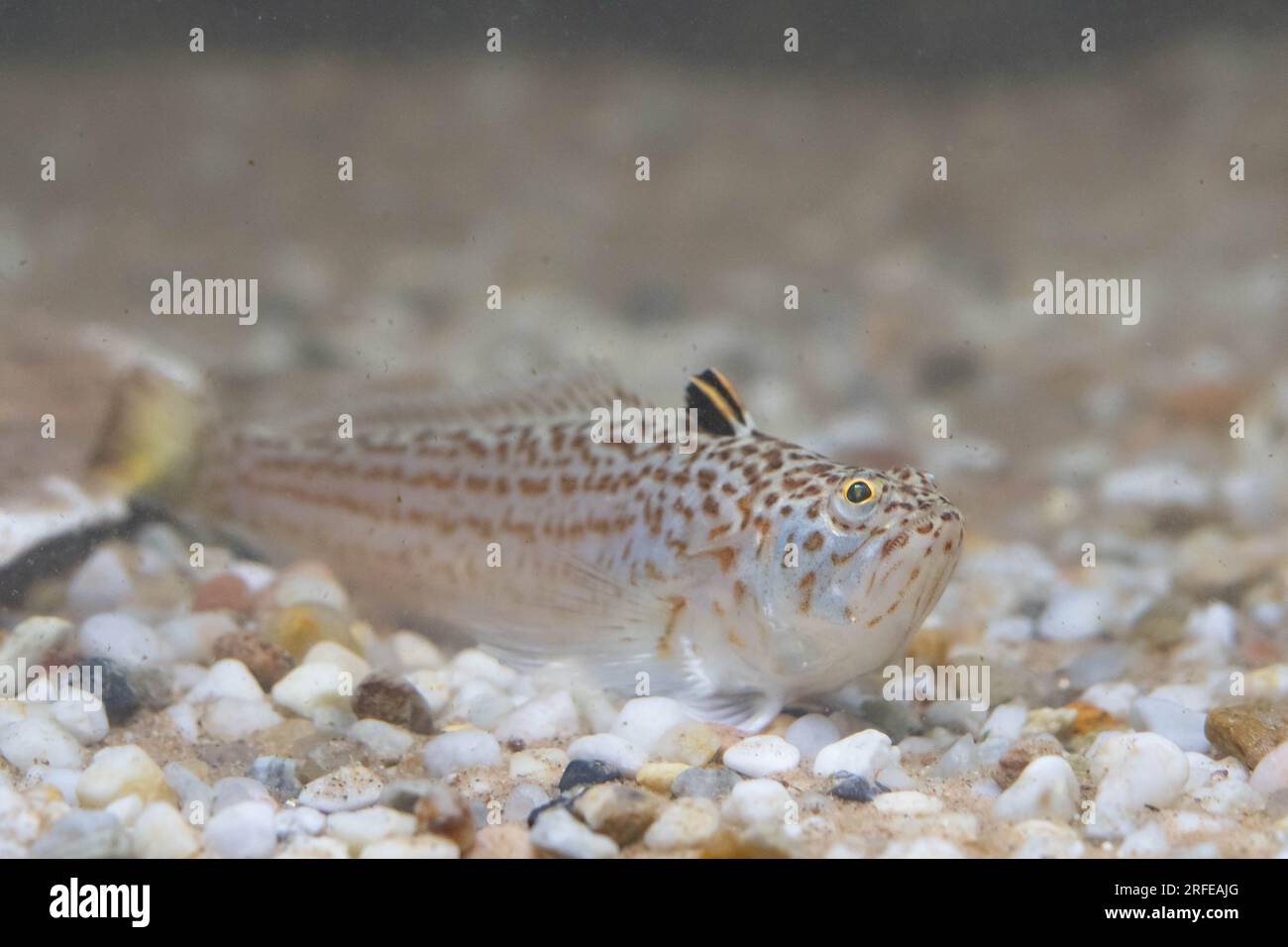 lesser weever fish in shallow water Stock Photo - Alamy