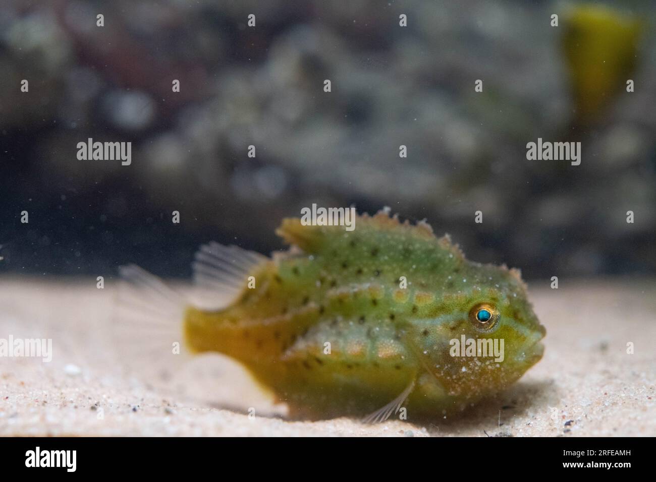 young lumpsucker fish Stock Photo - Alamy