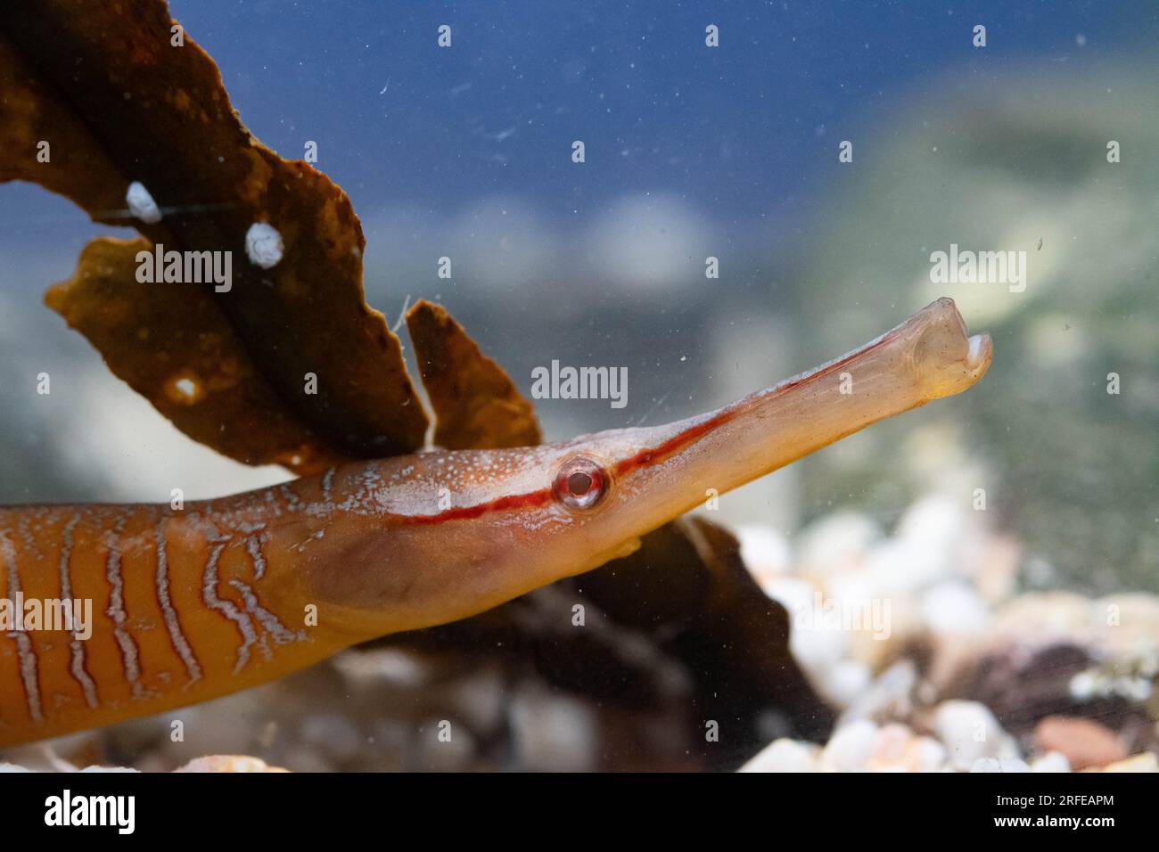 snake pipefish head shot in a aquarium Stock Photo - Alamy
