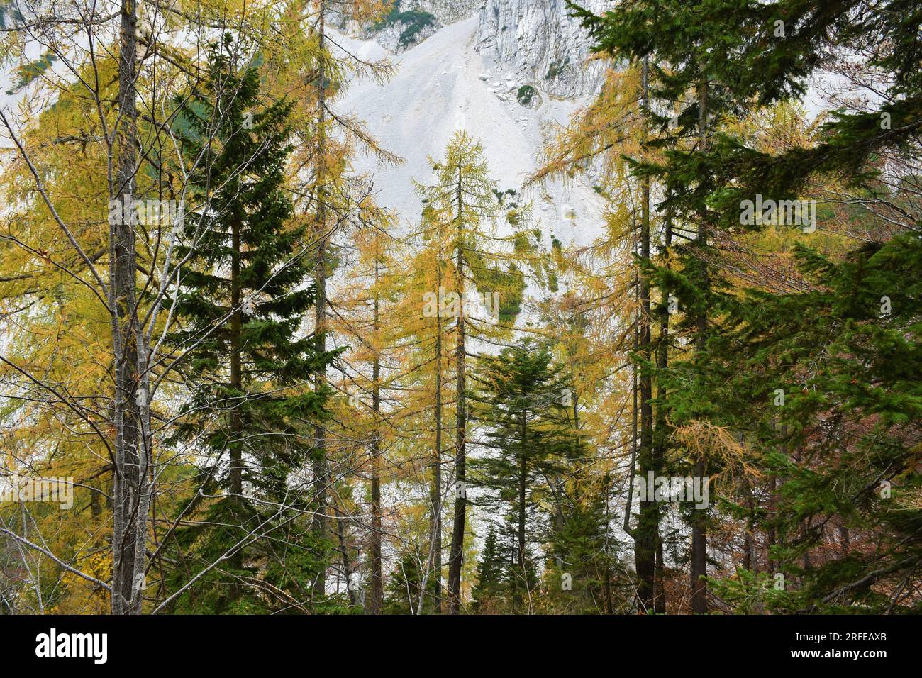 Coniferous mountain forest with deciduous larch trees and evergreen ...