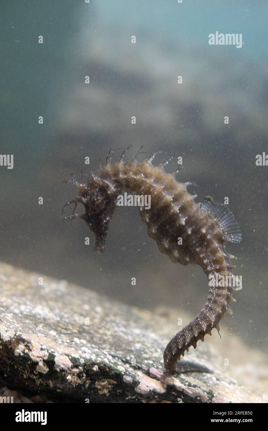 spiny seahorse macro shots (captive Stock Photo - Alamy