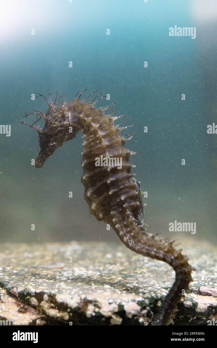 Seahorse aquarium uk hi-res stock photography and images - Alamy