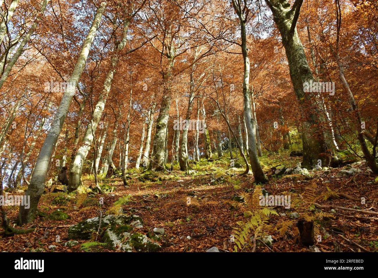 Beech (Fagus sylvatica) forest in autumn growing on a steep slope with ...