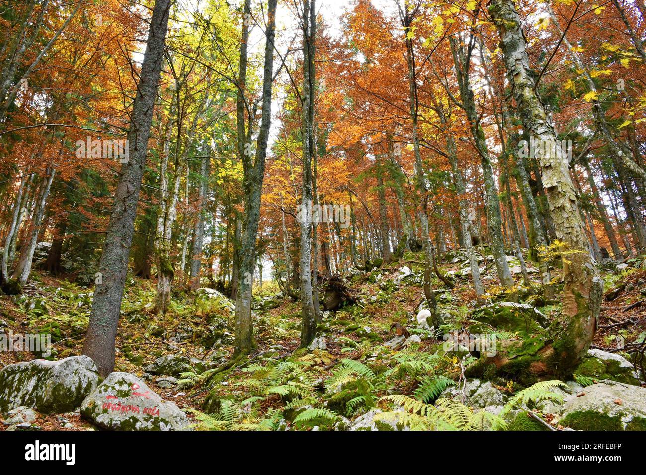Colorful broadleaf, deciduous forest in yellow, orange and red autumn colores with beech and ...