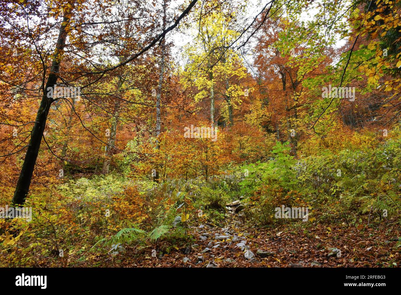 Colorful autumn broadleaf, temperate, deciduous forest in yellow ...