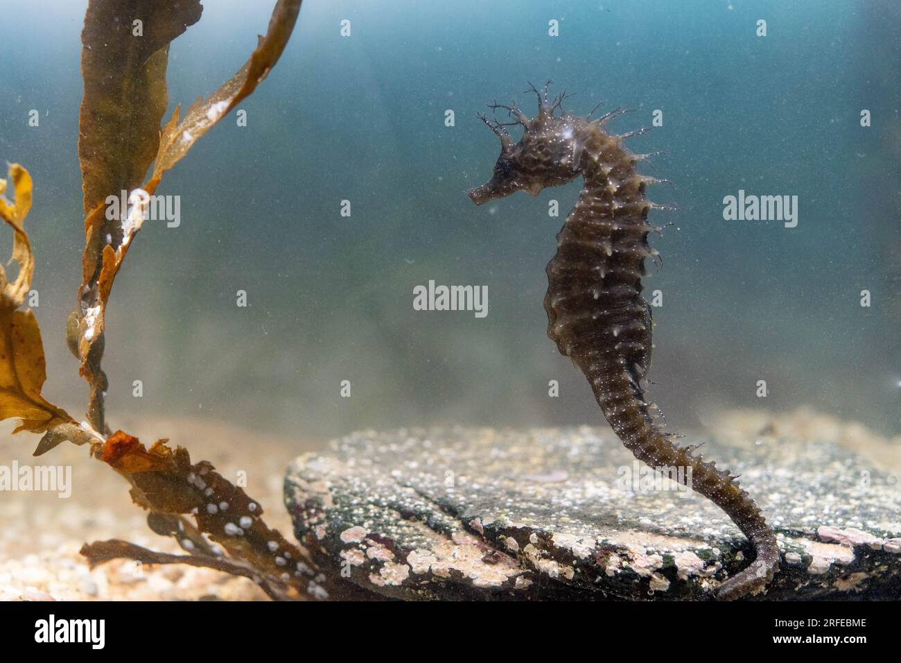 Seahorse aquarium uk hi-res stock photography and images - Alamy