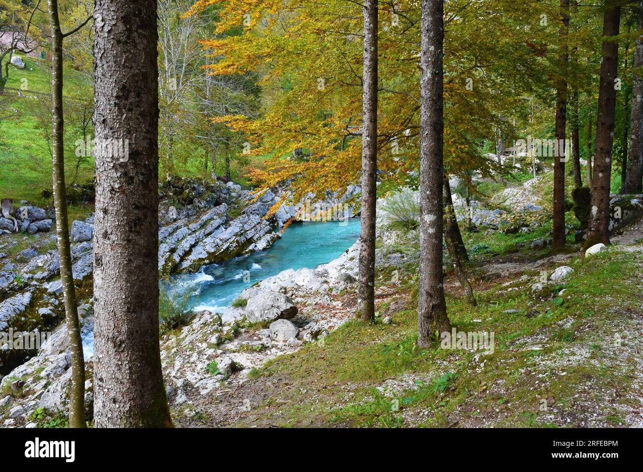 View of small soca gorge in Trenta Slovenia with a tree in yellow ...