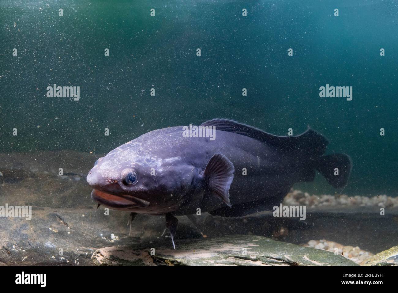 Tadpole fish hi-res stock photography and images - Alamy
