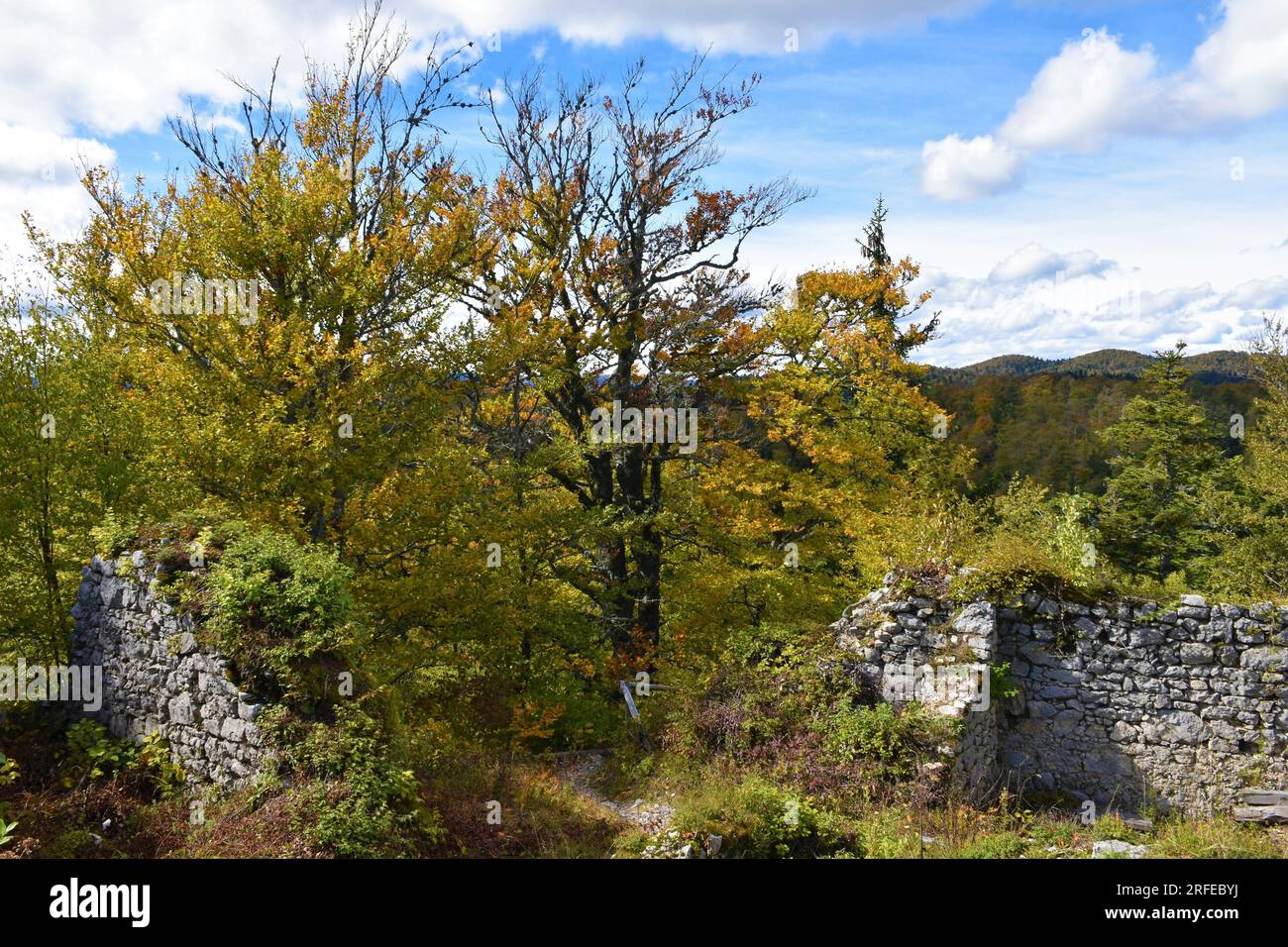Yellow autumn colored beech trees at the ruins of Friedrichstein castle ...