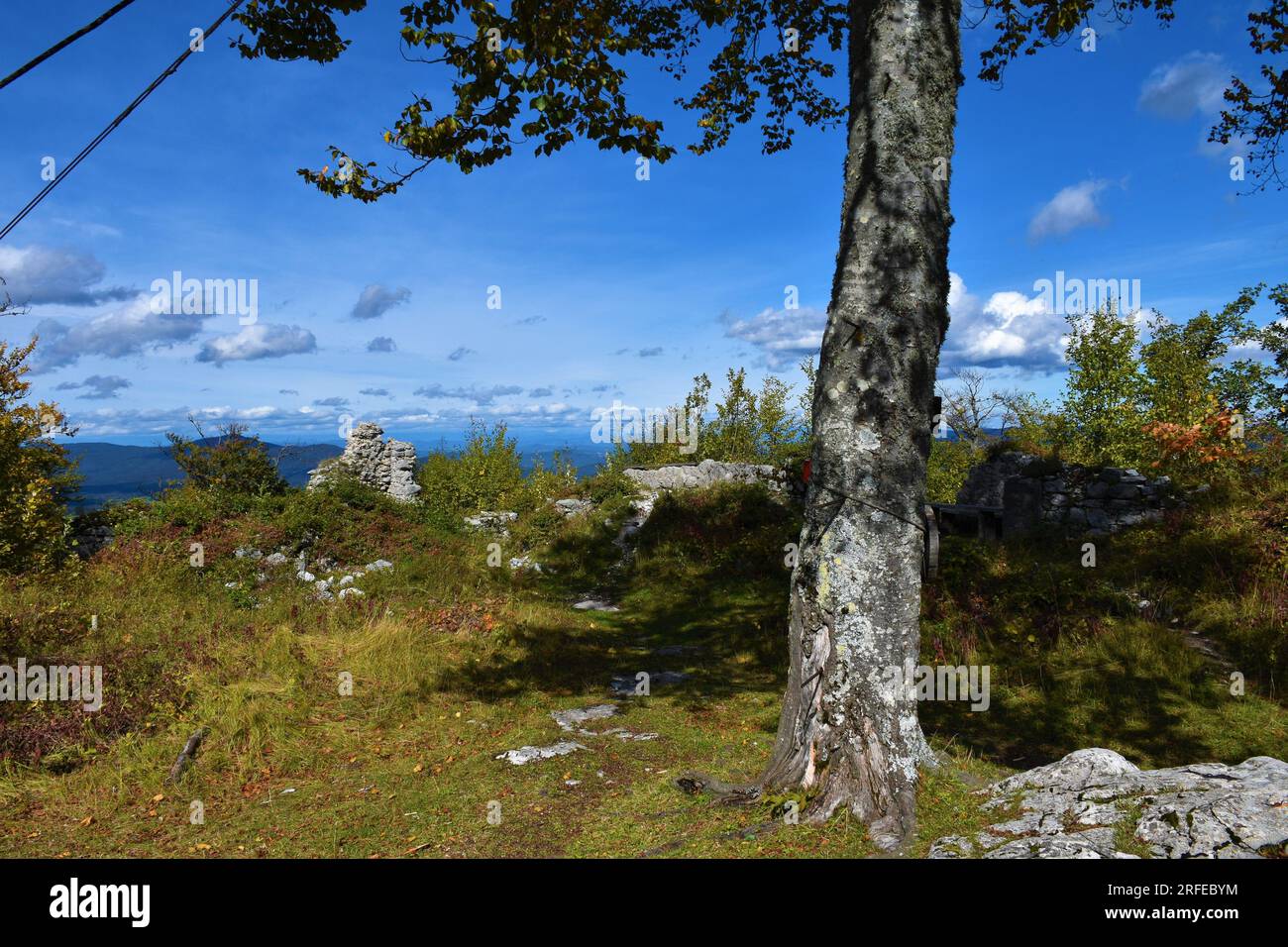 Beech tree at the ruins of Friedrichstein castle above Kocevje in ...