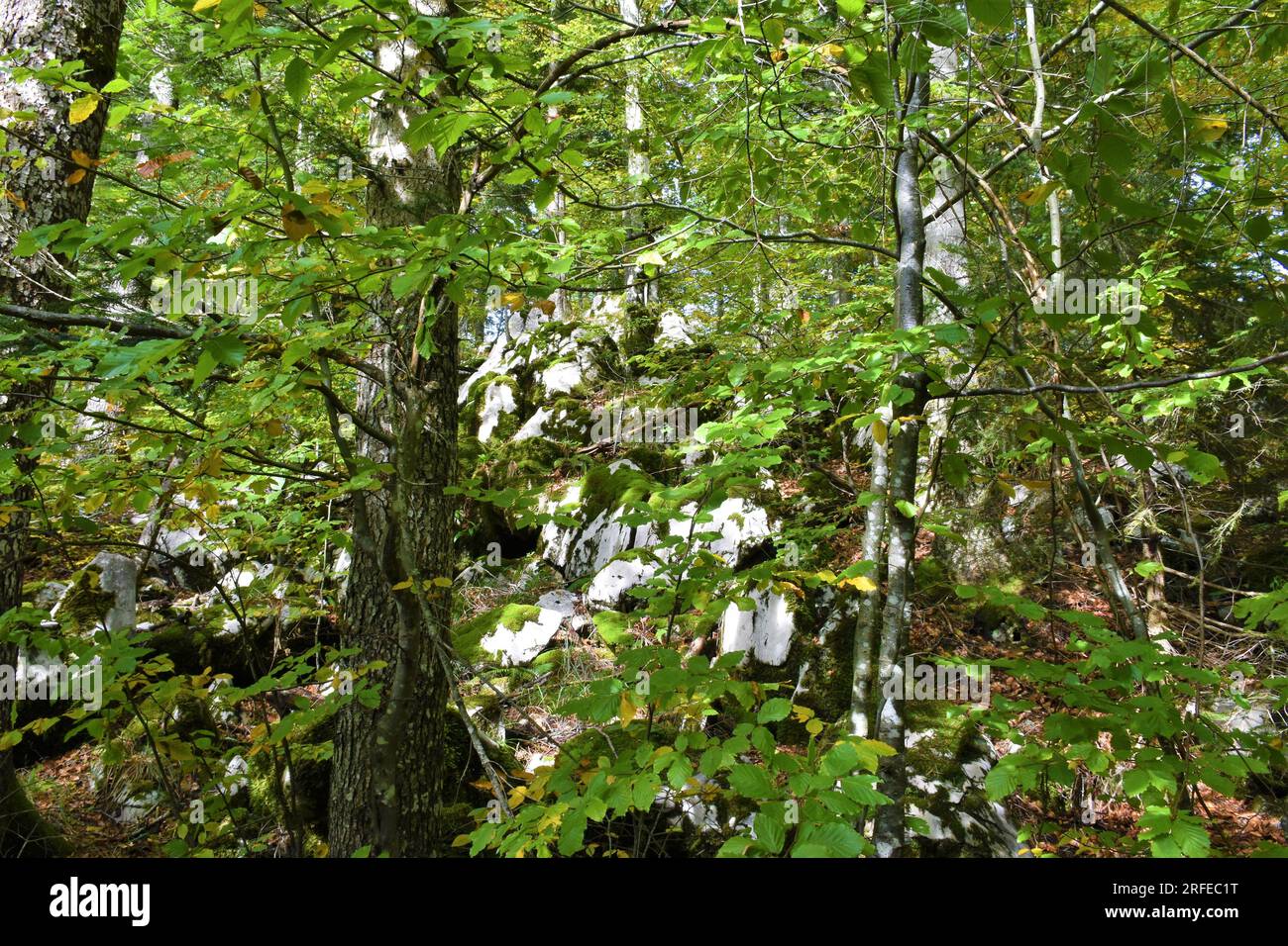 Broadleaf, temperate, deciduous forest with a beech trees and limestone ...