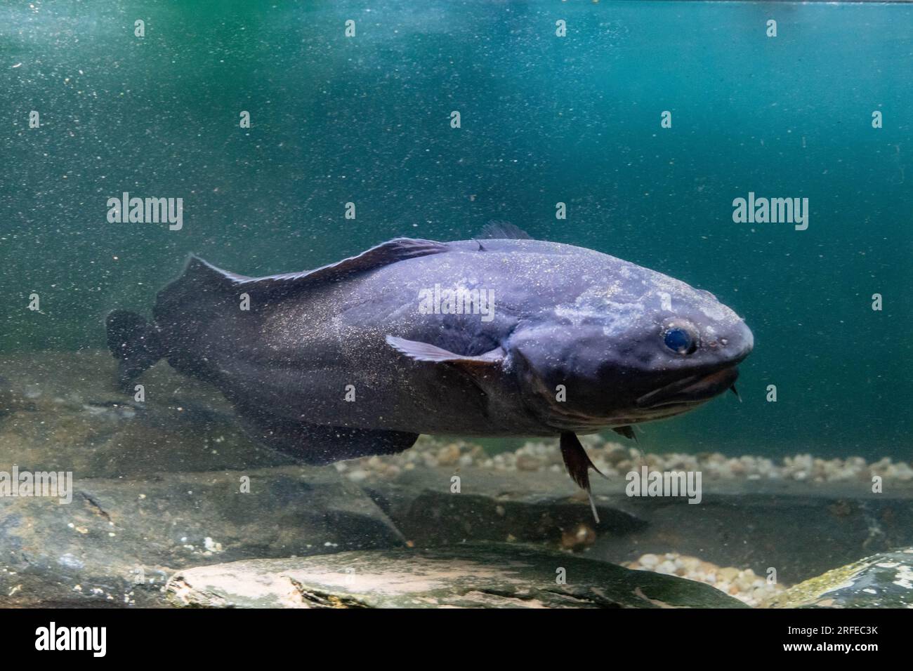 tadpole fish in a tank Stock Photo - Alamy