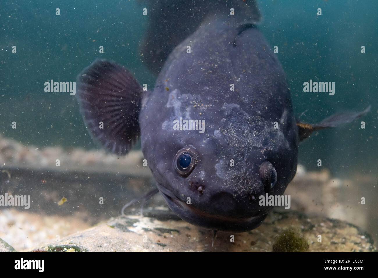 Macduff aquarium tank hi-res stock photography and images - Alamy