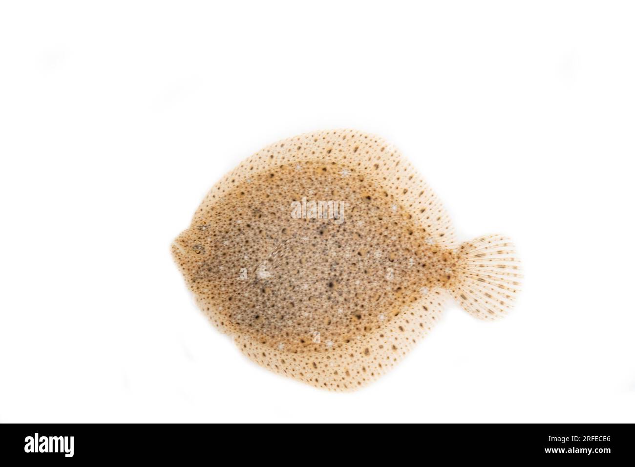 Scotland fish underwater Cut Out Stock Images & Pictures - Alamy
