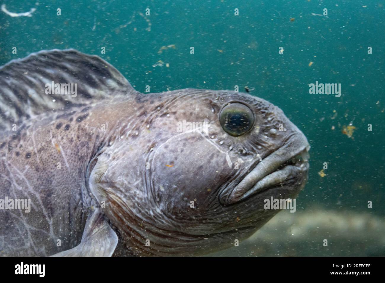 Wolf fish hi-res stock photography and images - Alamy