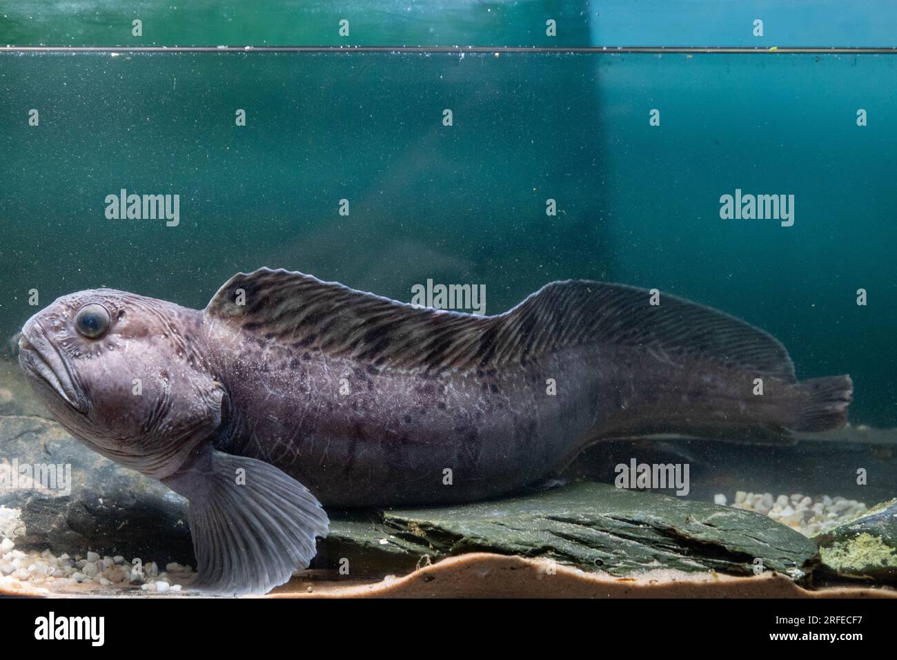 Wolf Fish Hi res Stock Photography And Images Alamy Wolf Fish Hi res Stock Photography And Images Alamy