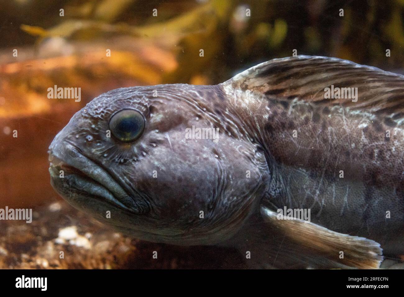 wolf fish on the bottom Stock Photo - Alamy