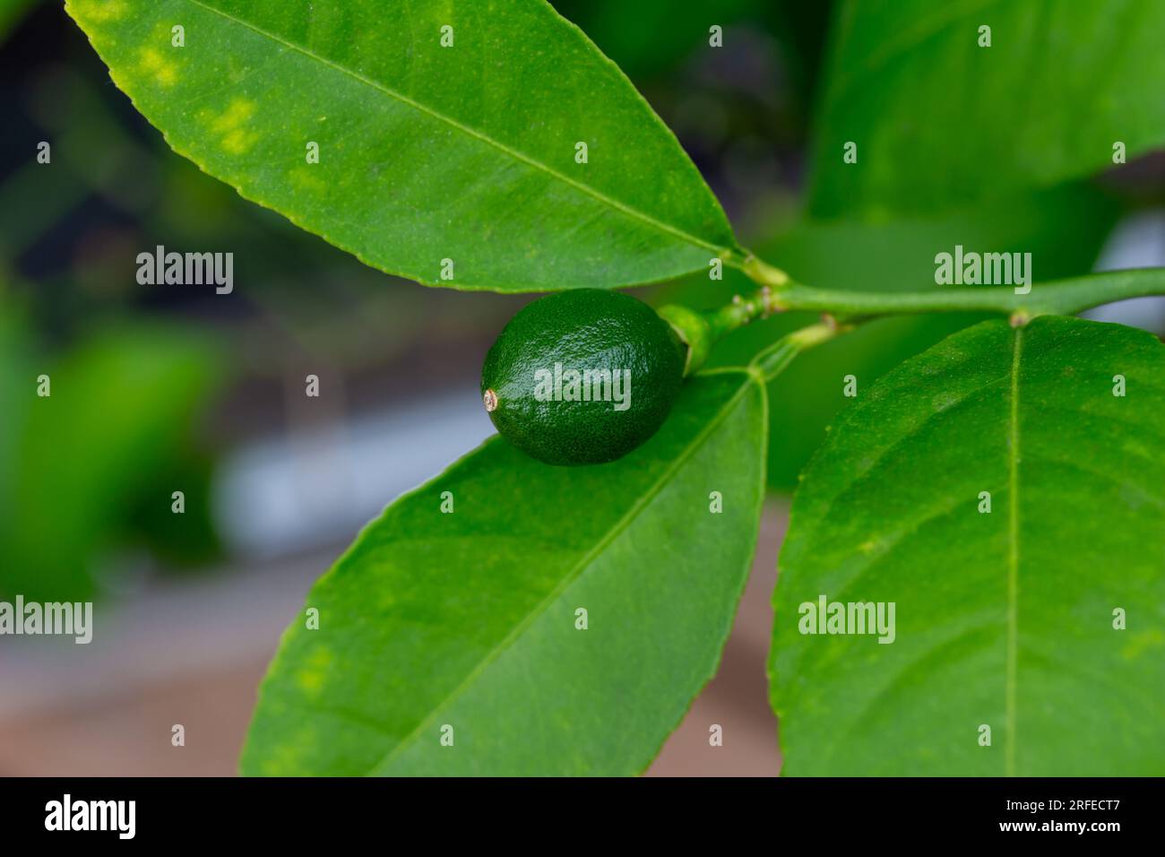 Macro texture background view of ripening lemon on an outdoor potted ...