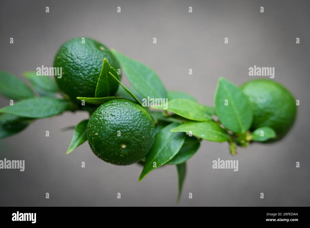 Myrtifolia hi-res stock photography and images - Alamy