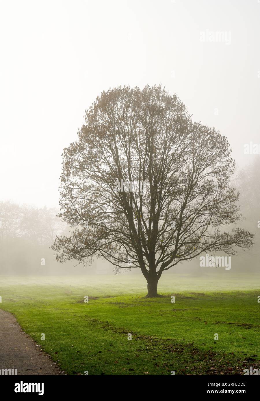 Tree weather season landscape hi-res stock photography and images - Alamy