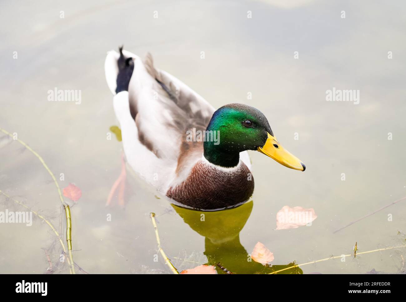 Swimming duck. Drake. Water bird Stock Photo - Alamy