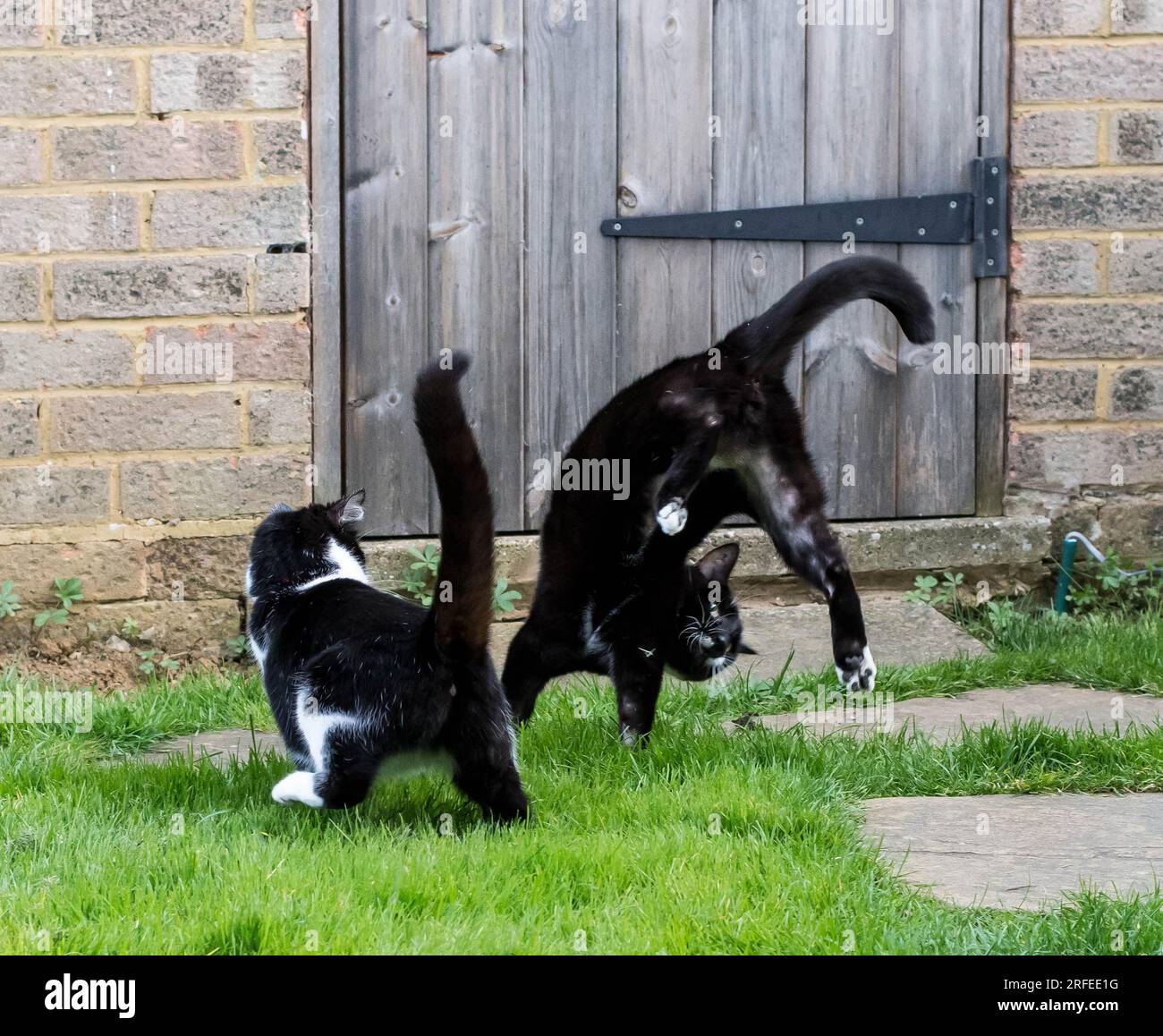 Two tuxedo cats hi-res stock photography and images - Alamy