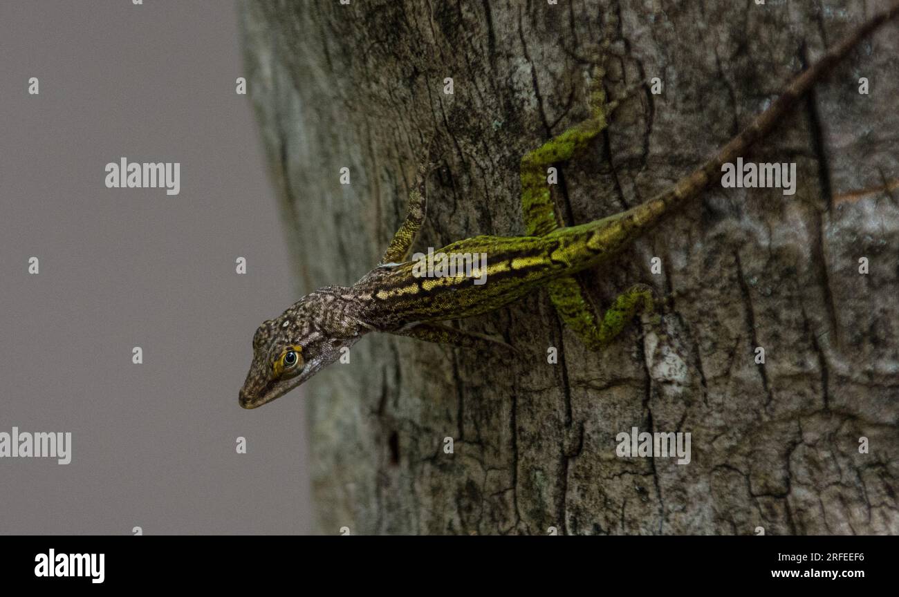 Small green lizard with white stripe on its back crawls across tree ...