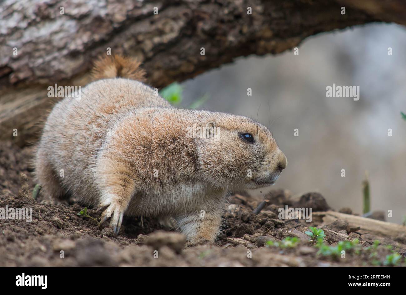 A single prairie dog in the Walled Garden enclosure at Cotswold ...