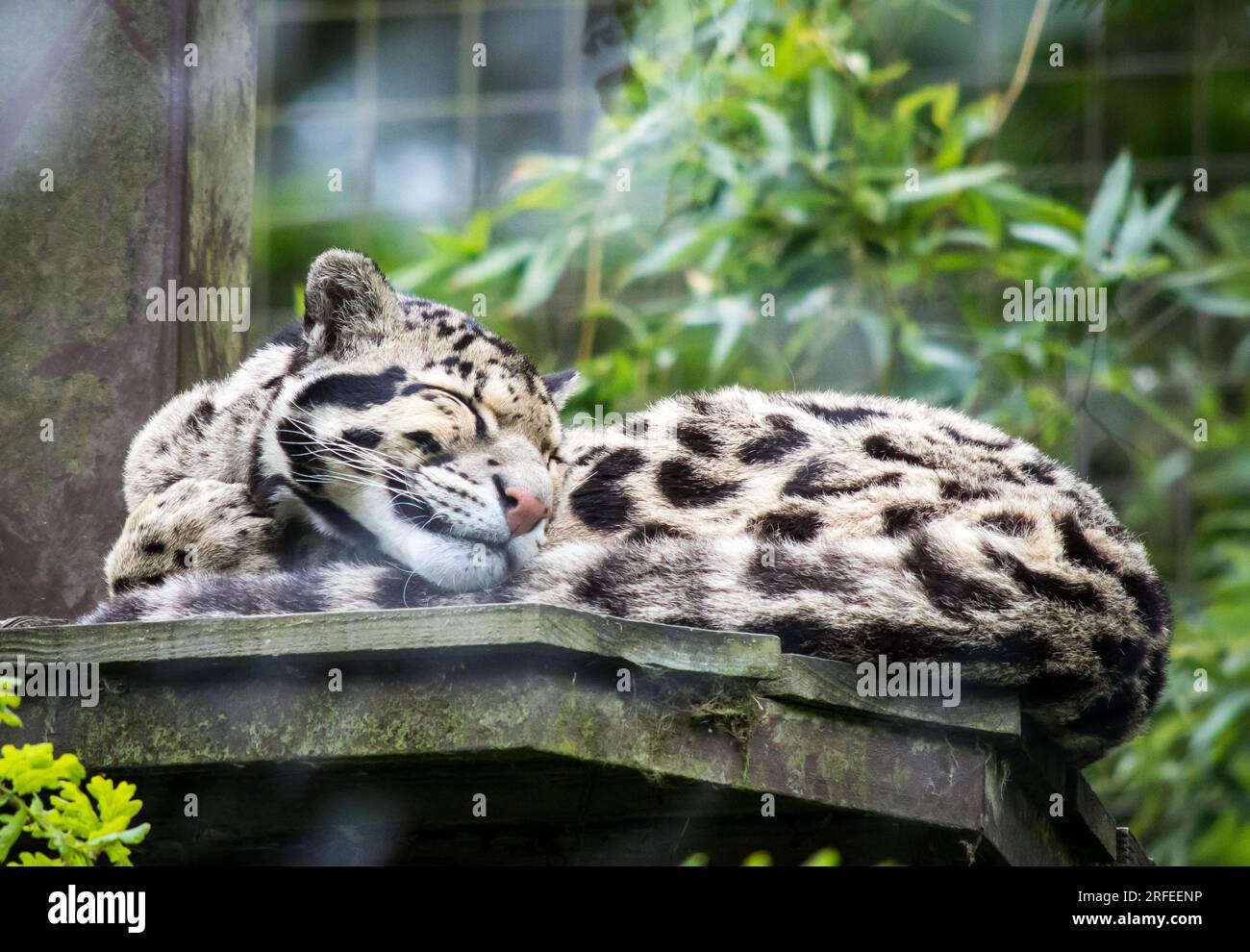 Clouded leopard neofelis nebulosa park hi-res stock photography and ...