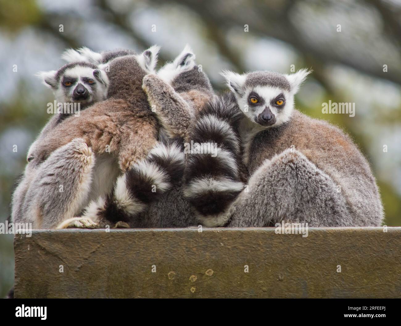 Group of lemurs at Cotswold Wildlife Park and Gardens Stock Photo - Alamy
