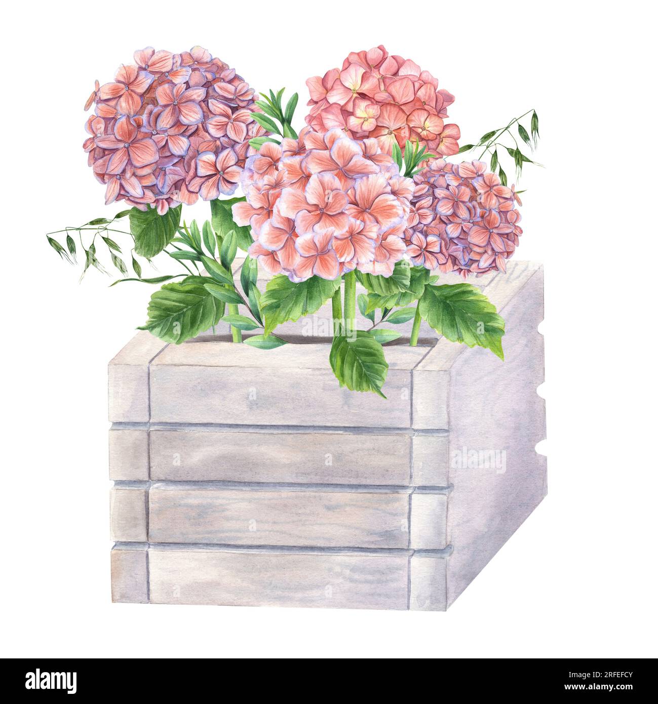 Lush blooming pink hydrangeas and green plants in wooden flower pots. Garden Hydrangeas branches ...