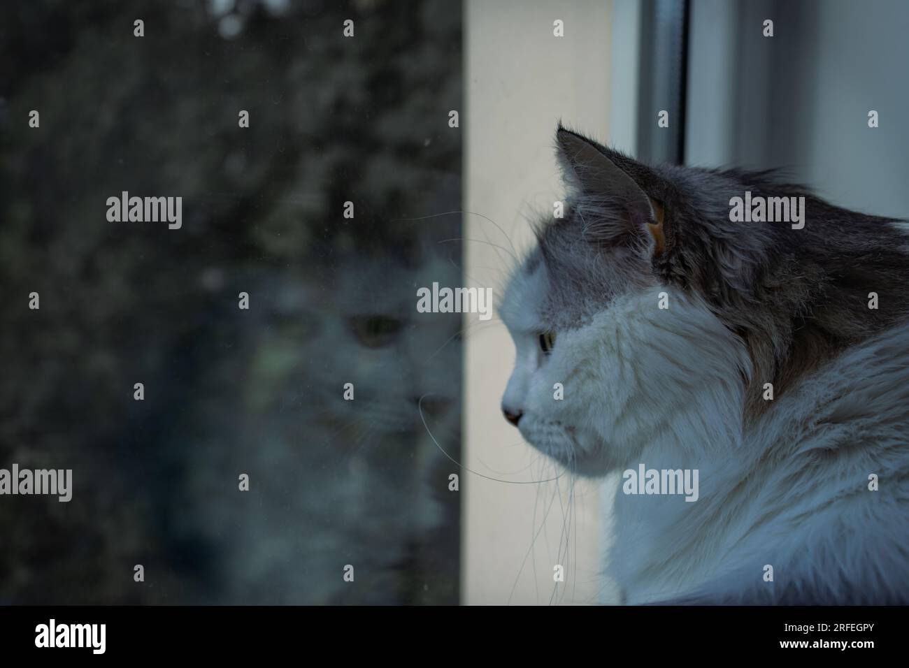 Moody photo with the reflection of a sad cat looking out the window on ...