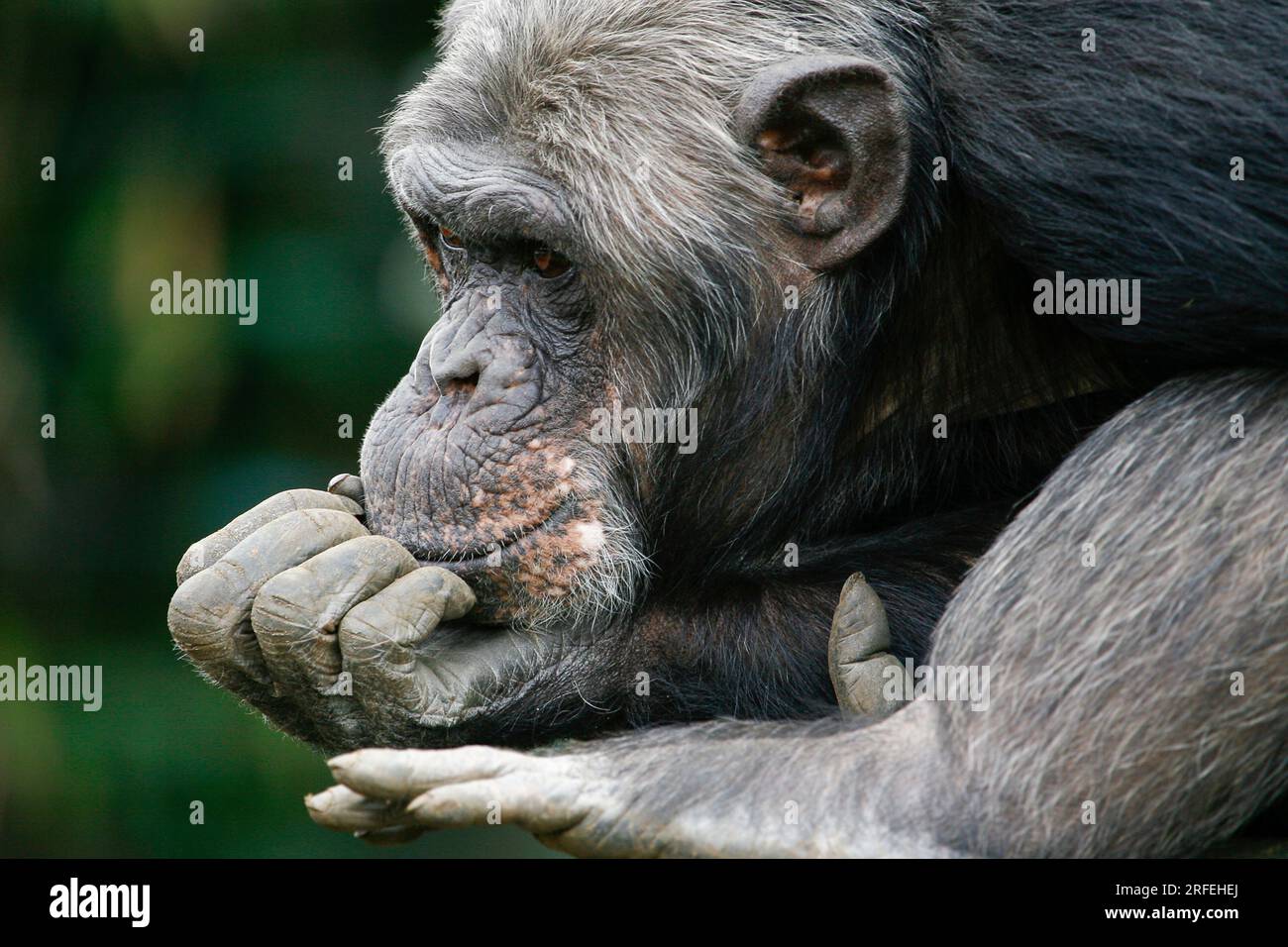 Human hand ape hand hi-res stock photography and images - Alamy