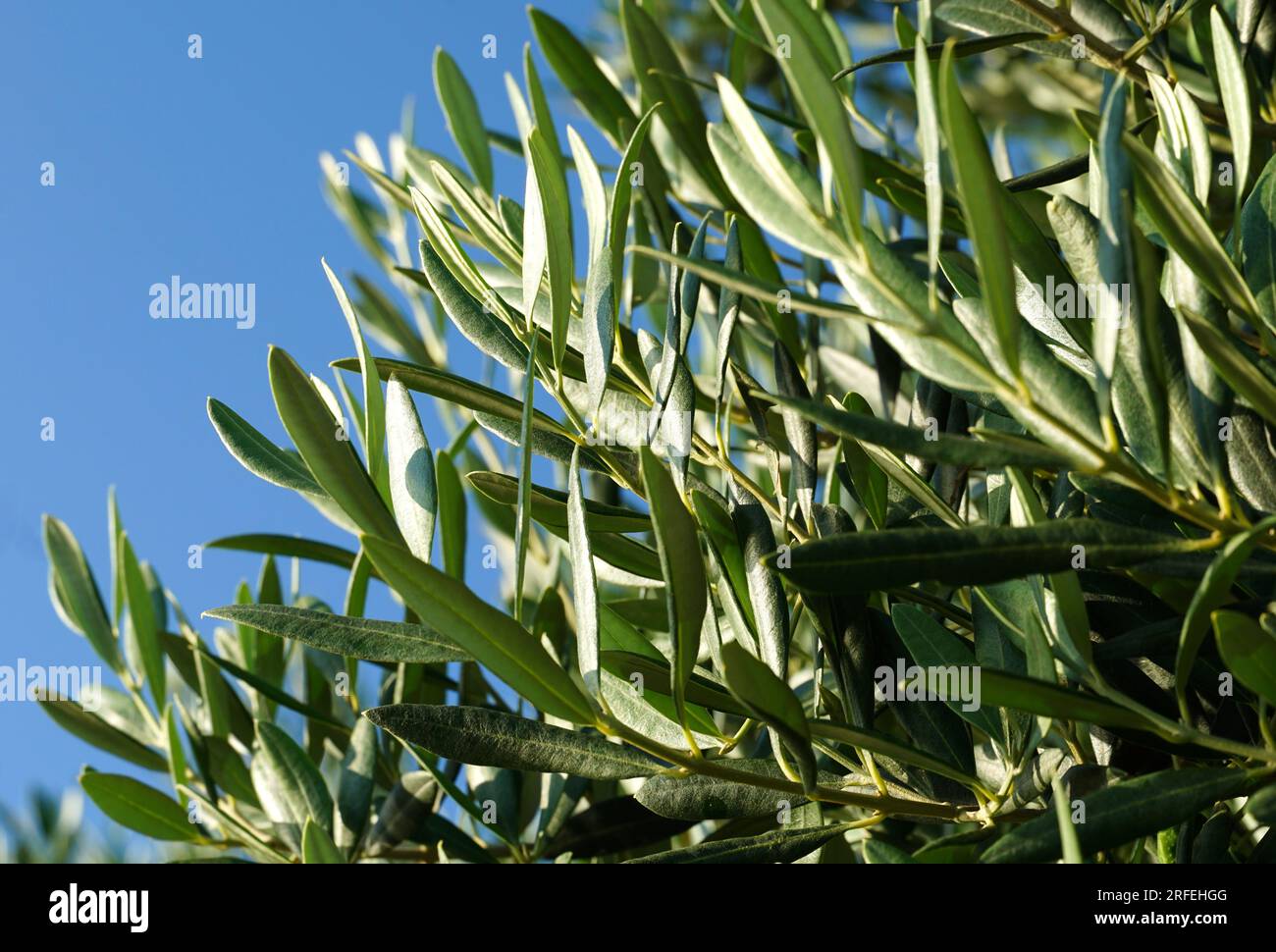 Olive tree or Olea europaea leaves on the tree top in front of blue sky ...