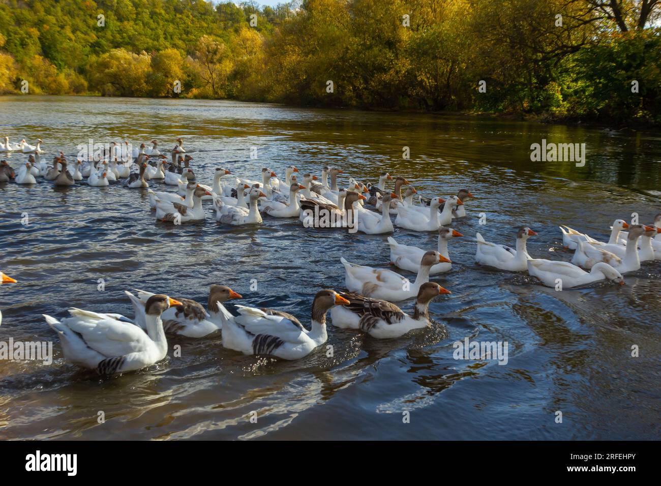 Domestic geese swim in the water. A flock of white beautiful geese in ...