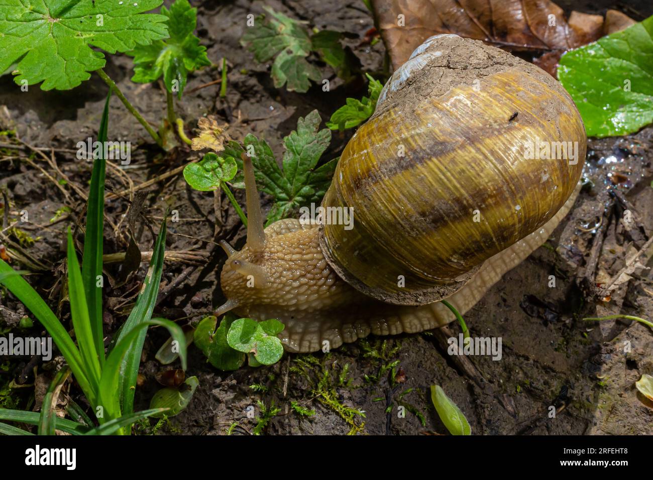 Helix pomatia also Roman snail, Burgundy snail, edible snail or ...