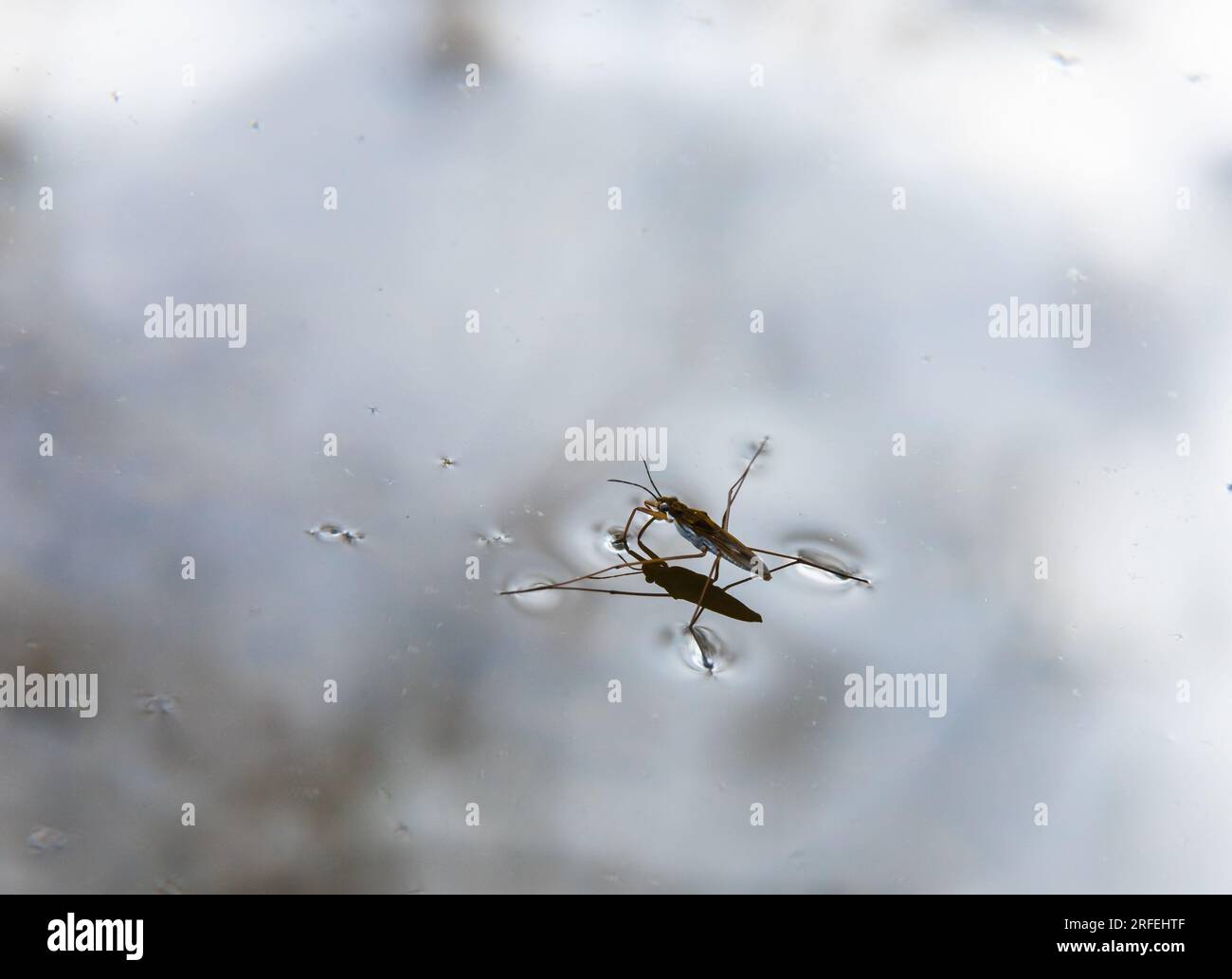 Pond water strider pond skipper hi-res stock photography and images - Alamy